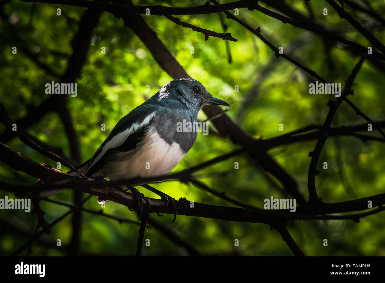 Oriental Magpie Robin female looking curiously Stock Photo - Alamy