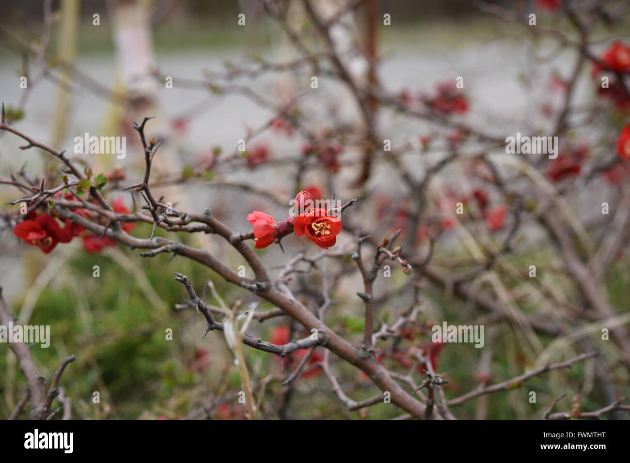 Red bush hi-res stock photography and images - Alamy