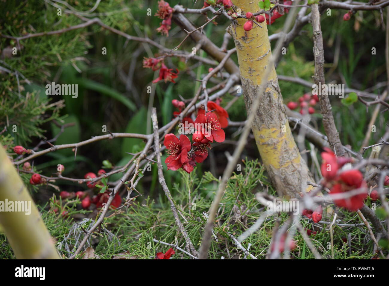 Red bush hi-res stock photography and images - Alamy