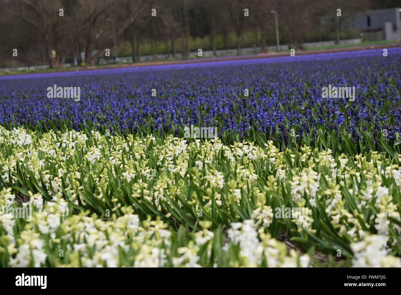 Spring in Holland Stock Photo - Alamy