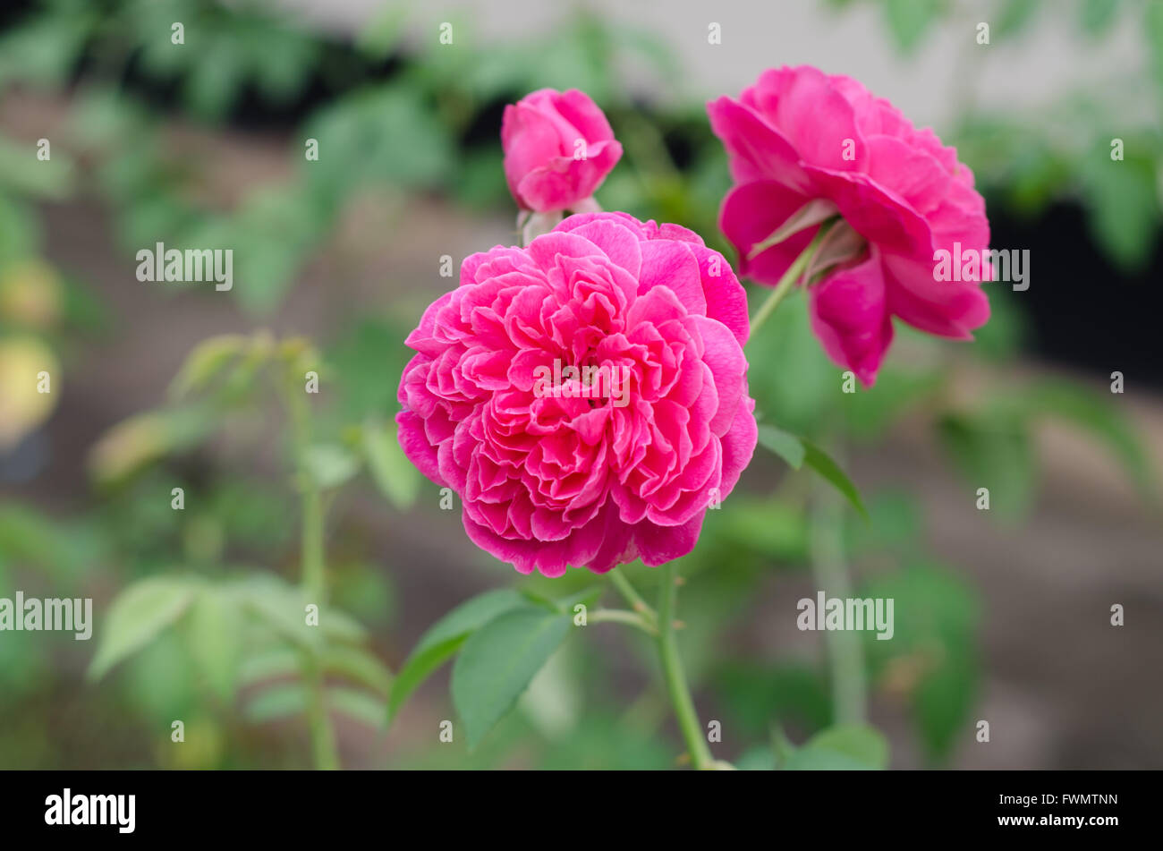 Damask rose hi-res stock photography and images - Alamy