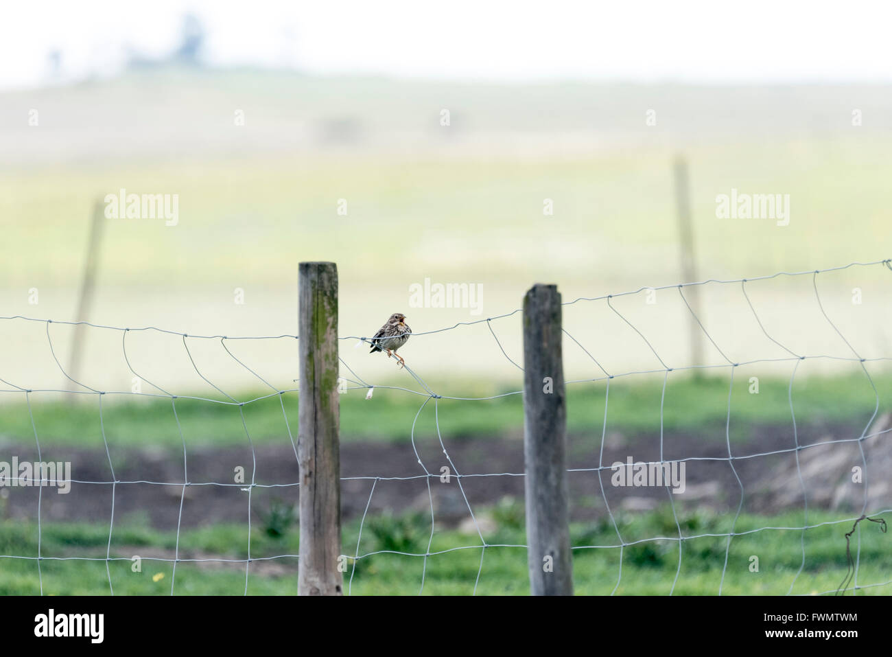 A Corn Bunting singing on a wire fence on the Castro Verde plains of ...