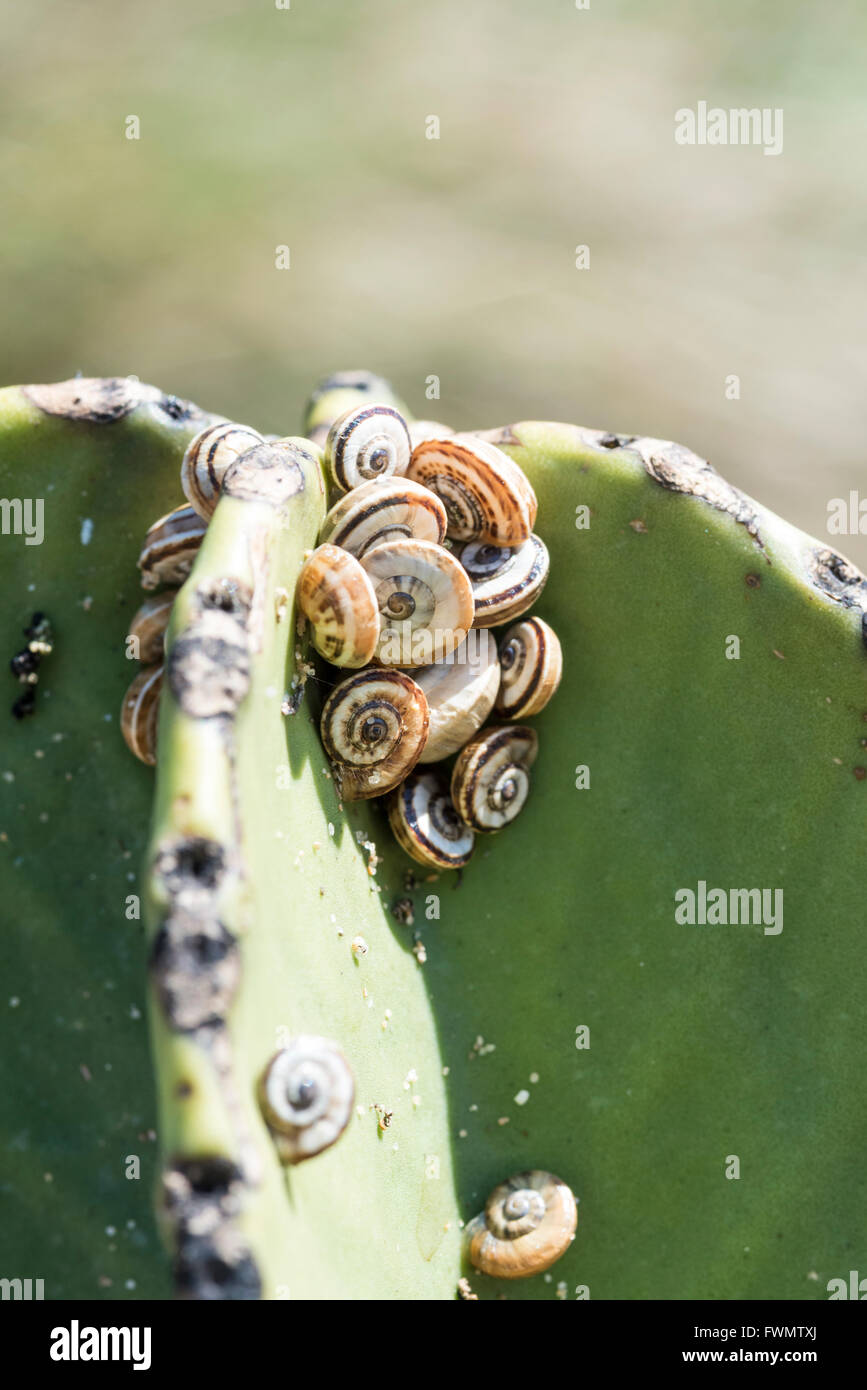 Aestivation hi-res stock photography and images - Alamy