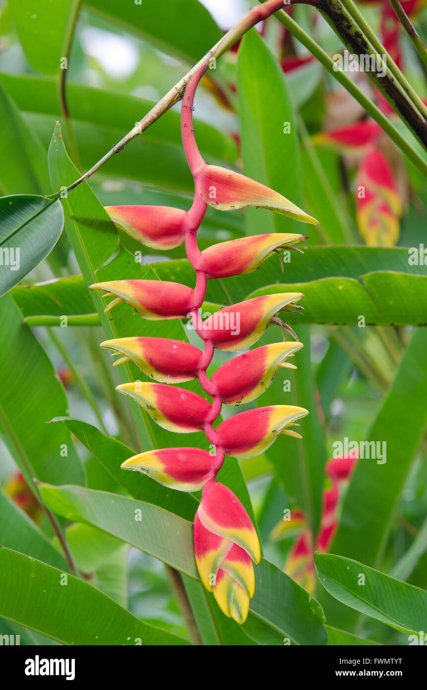 Heliconcia hi-res stock photography and images - Alamy