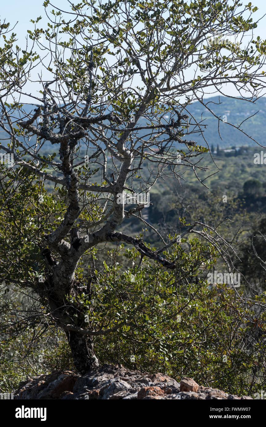 A Portuguese oak tree in spring Stock Photo - Alamy