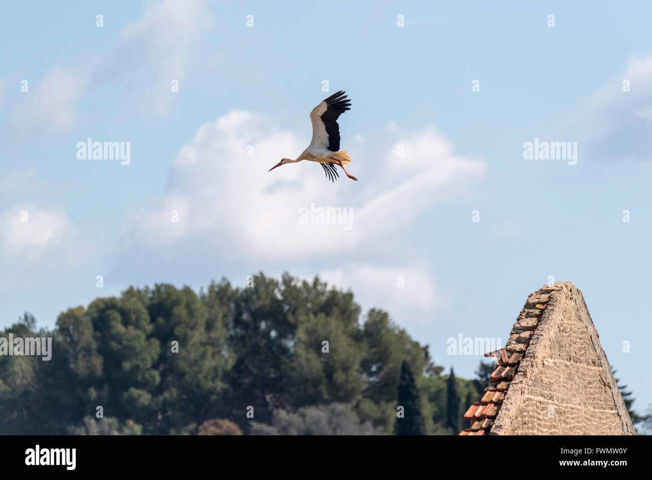 A White Stork in flight Stock Photo - Alamy