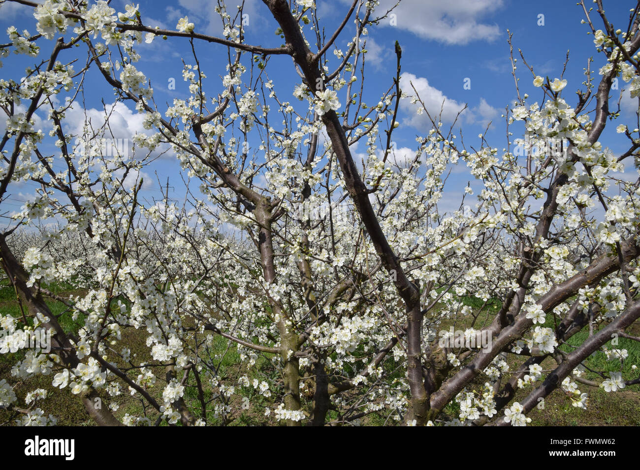 Flowering plum garden Stock Photo - Alamy