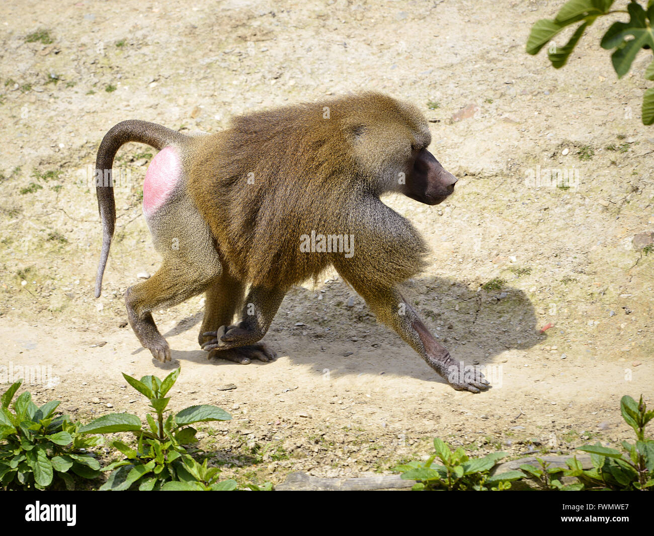 Baboon buttocks hi-res stock photography and images - Alamy