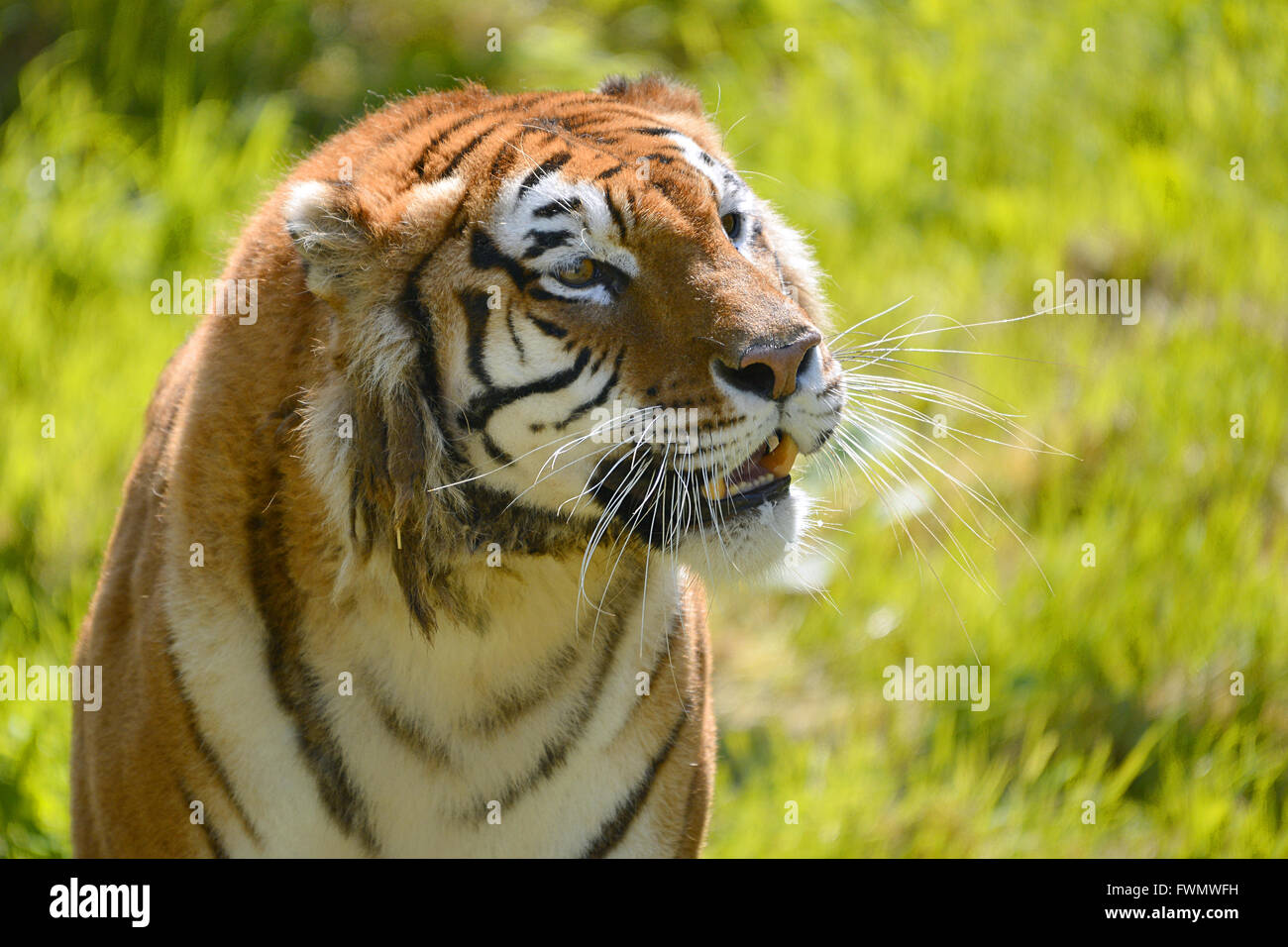 Portrait of tiger (Panthera tigris Stock Photo - Alamy