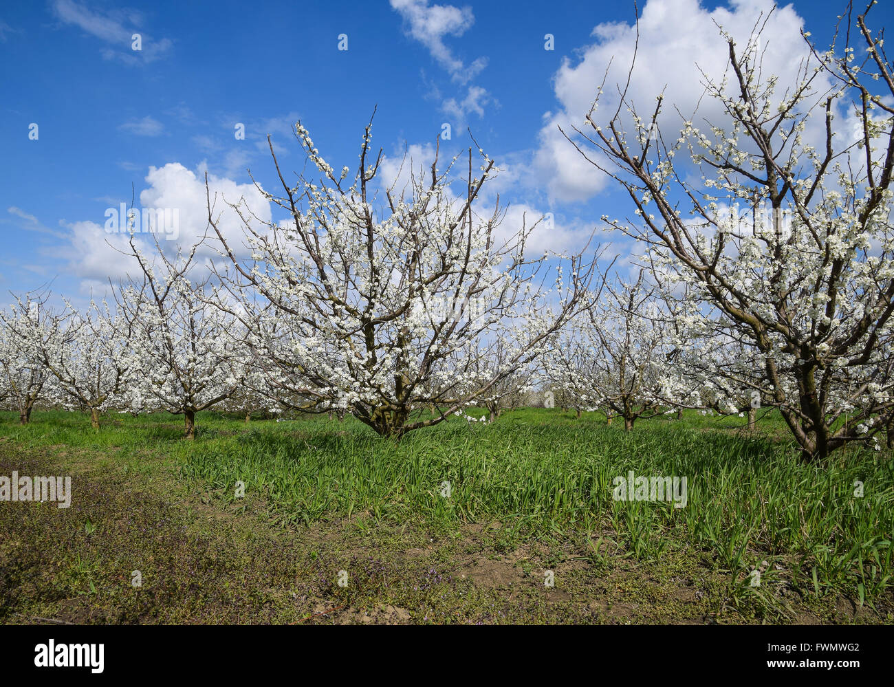 Flowering plum garden Stock Photo - Alamy