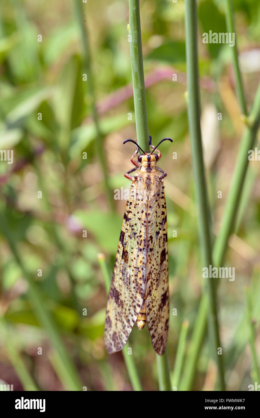 Antlion palpares libelluloides hi-res stock photography and images - Alamy