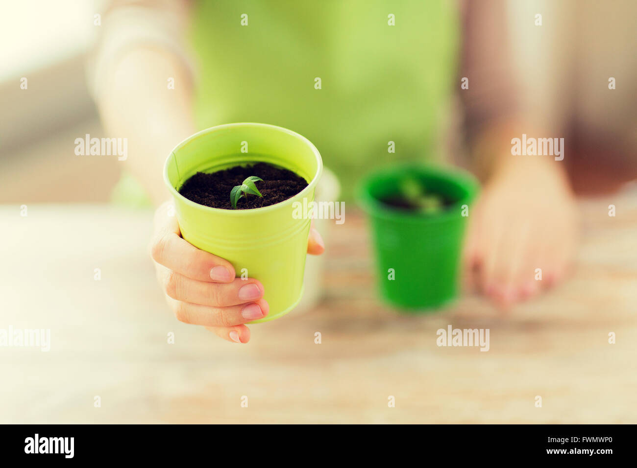 Sprout pot hi-res stock photography and images - Alamy