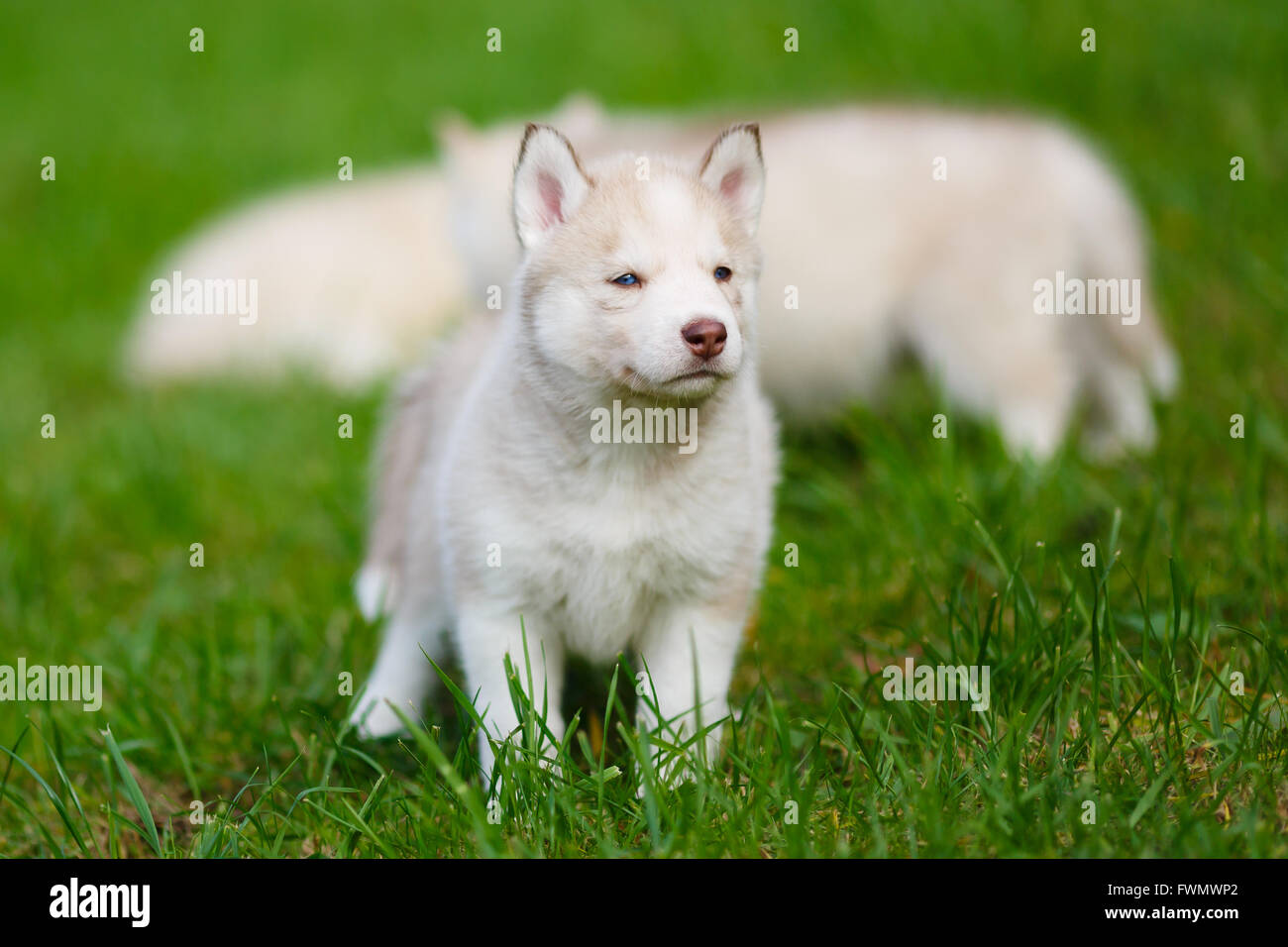Husky puppy on a green grass in autumn Stock Photo - Alamy