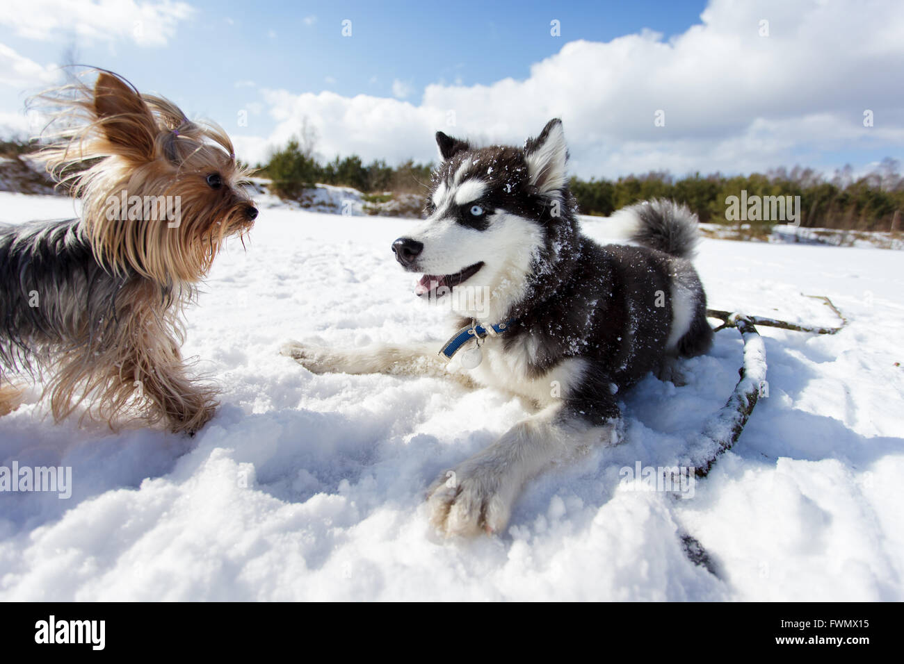 Yorkie Husky Puppies