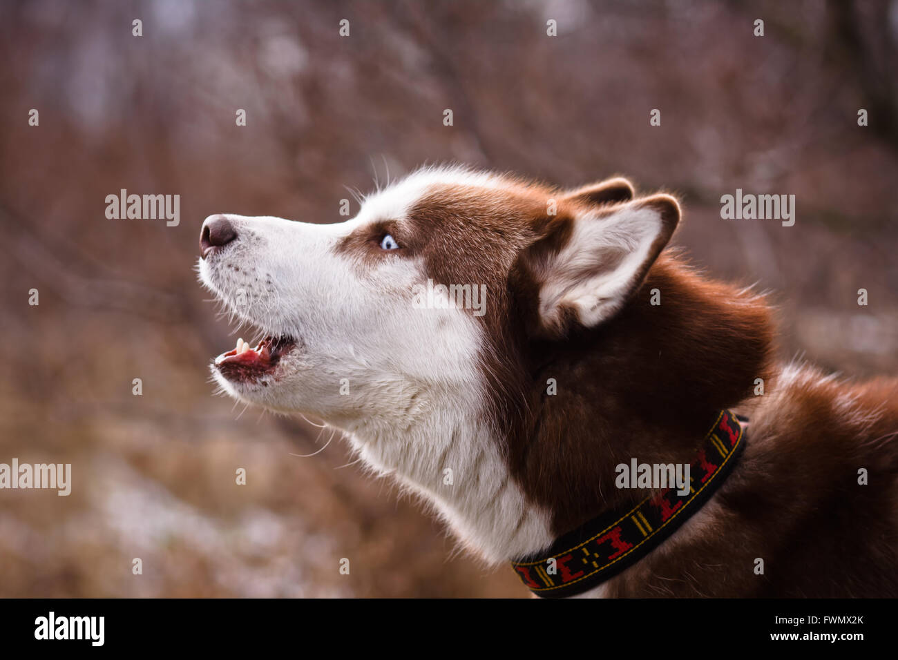 Portrait of a siberian husky head at winter time Stock Photo - Alamy