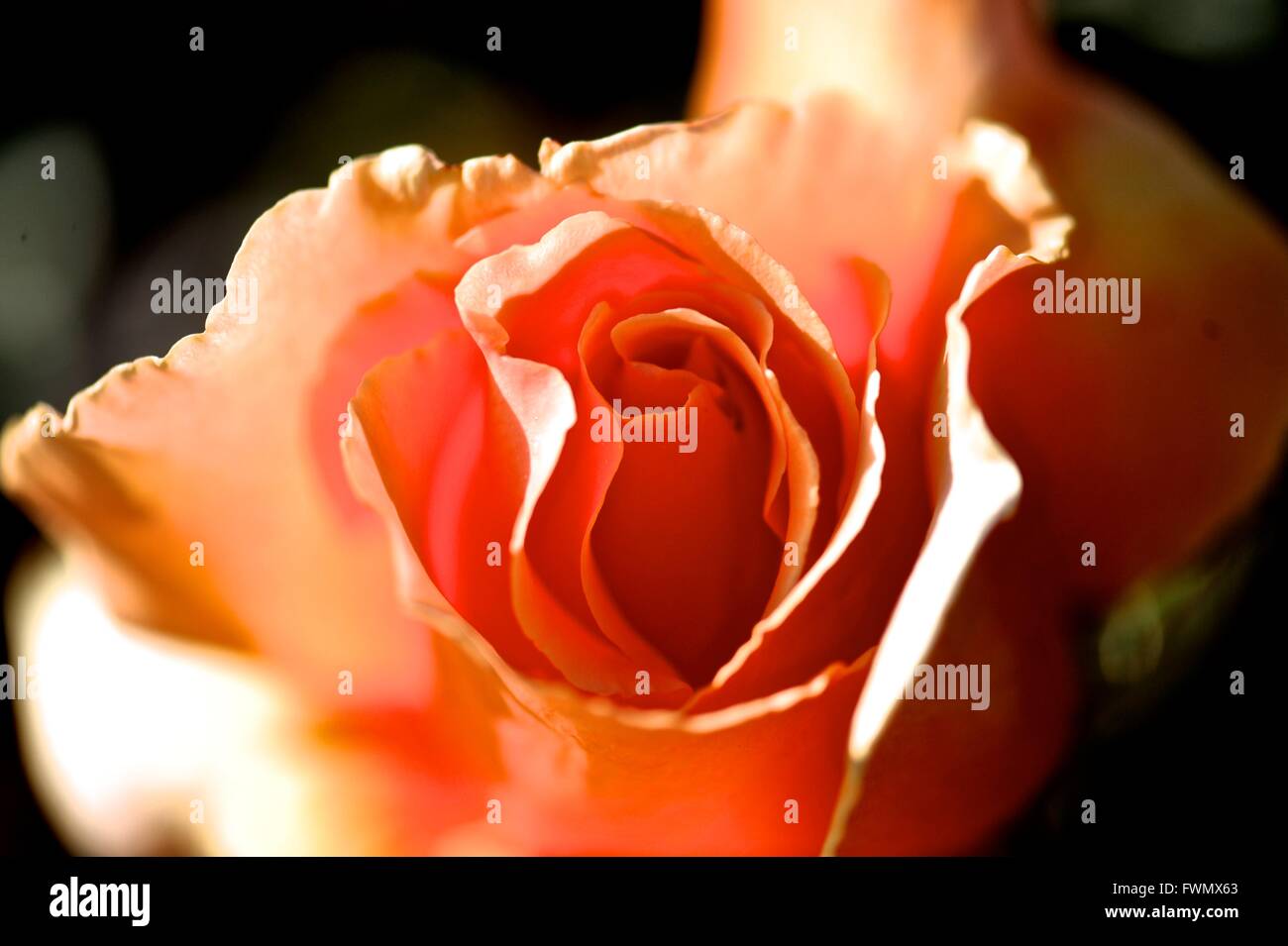 Close up of Rose, Flower, Rose, Roses Stock Photo - Alamy