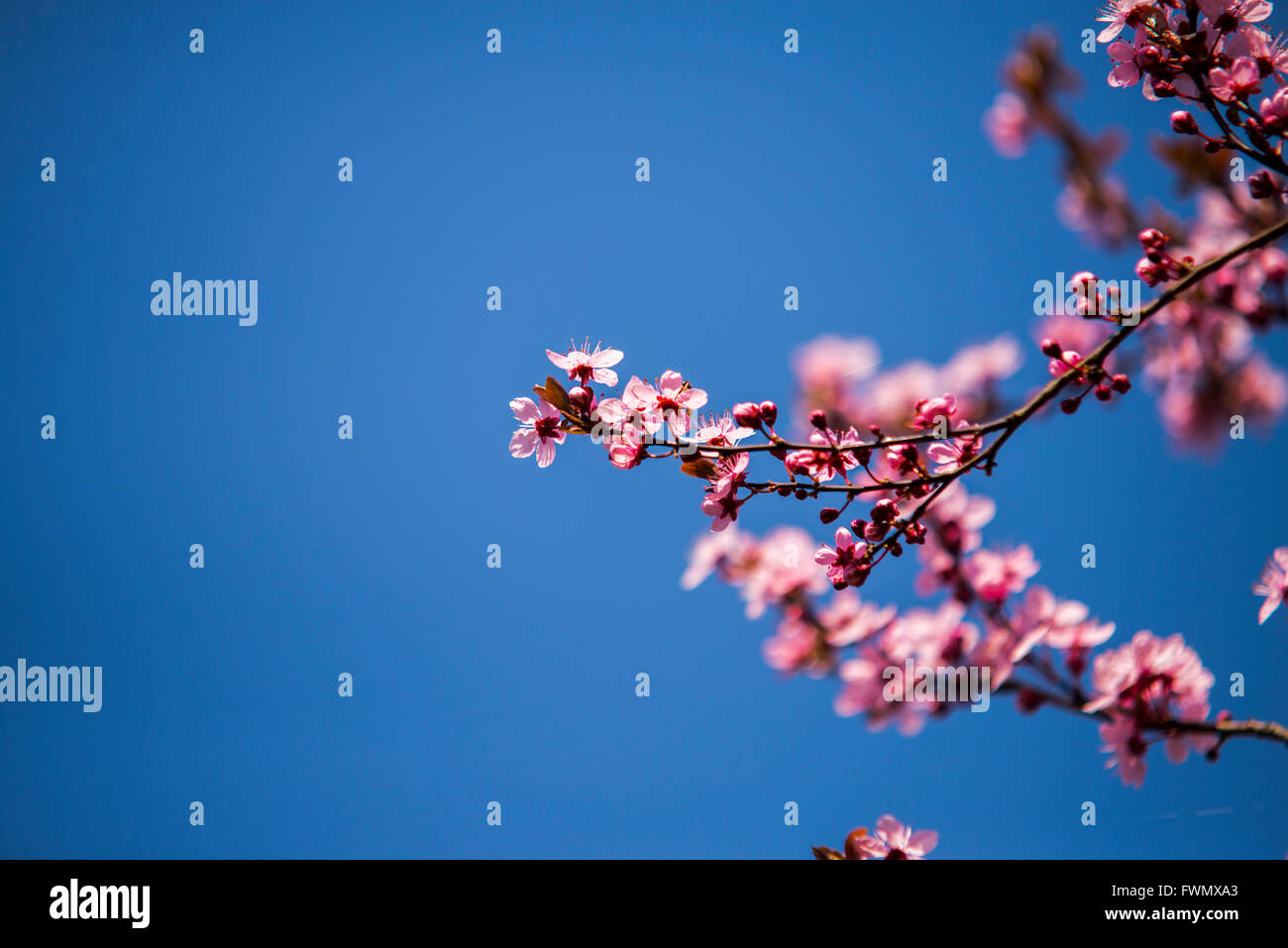 Spring flowers with blue background and clouds Stock Photo - Alamy