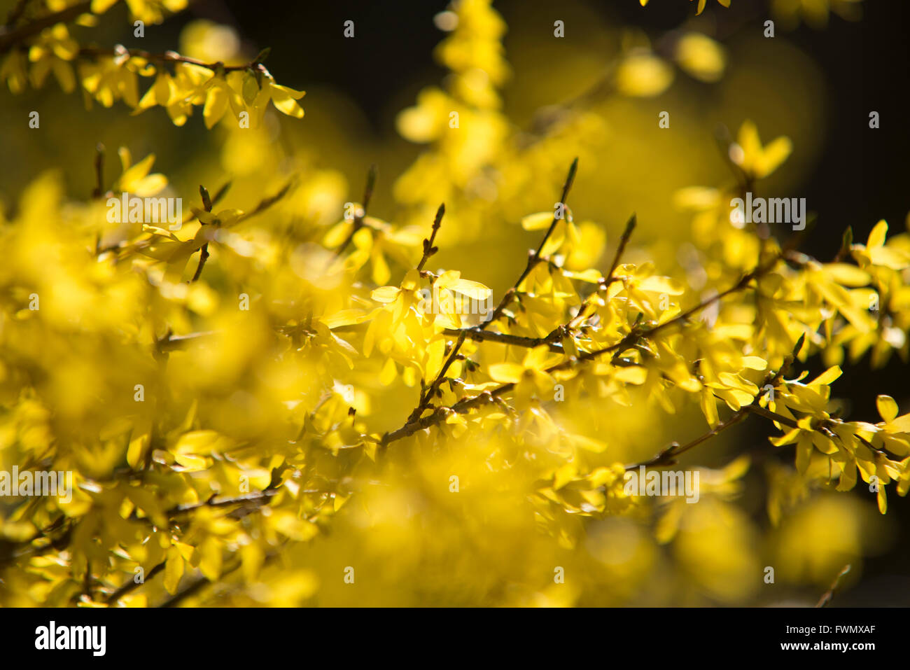 Spring yellow blossom Stock Photo - Alamy