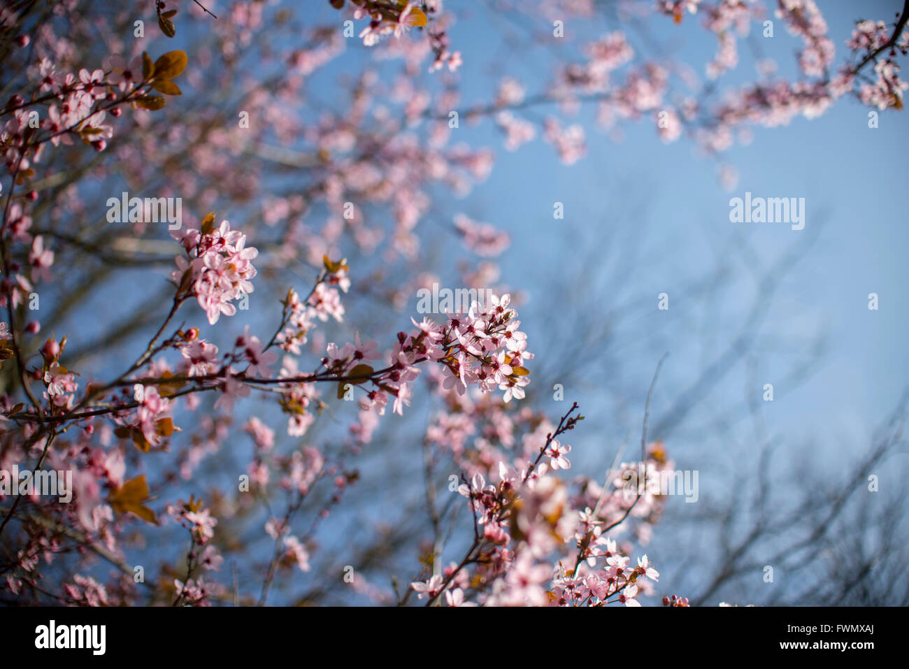 Spring flowers with blue background and clouds Stock Photo - Alamy