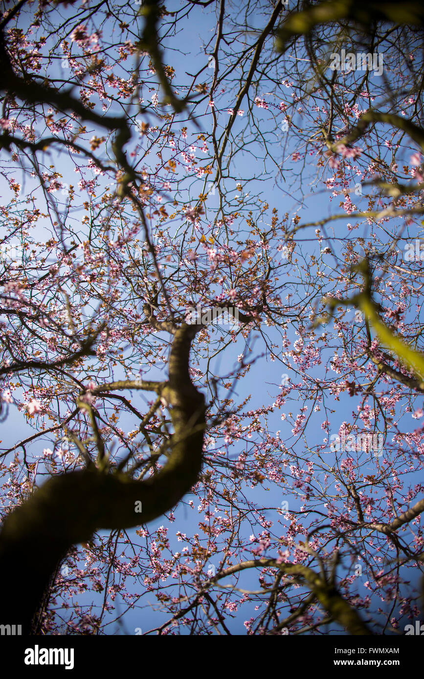 Spring flowers with blue background and clouds Stock Photo - Alamy