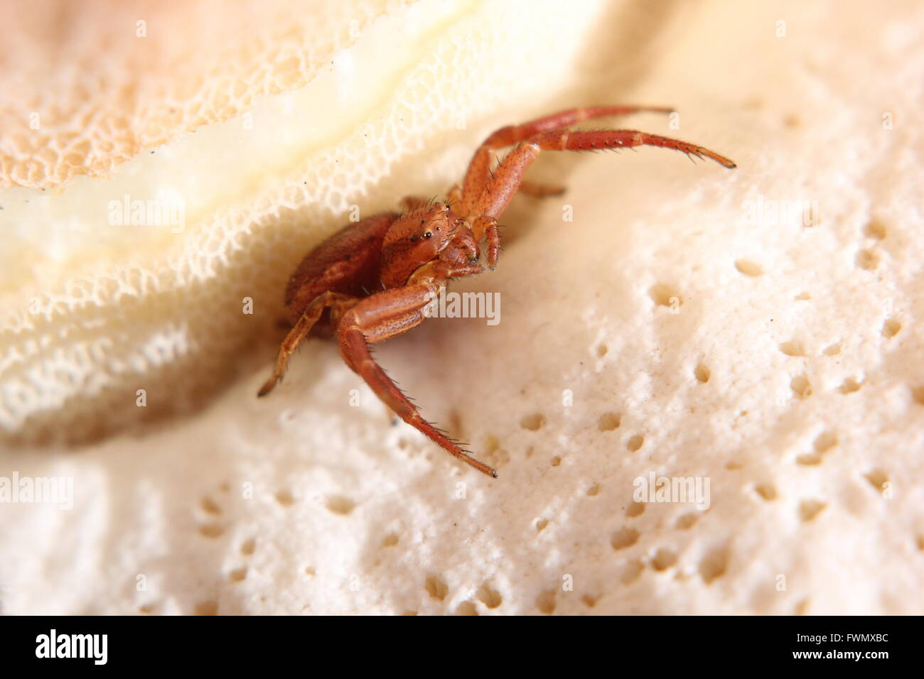 Yellow coloured crab spider hi-res stock photography and images - Alamy