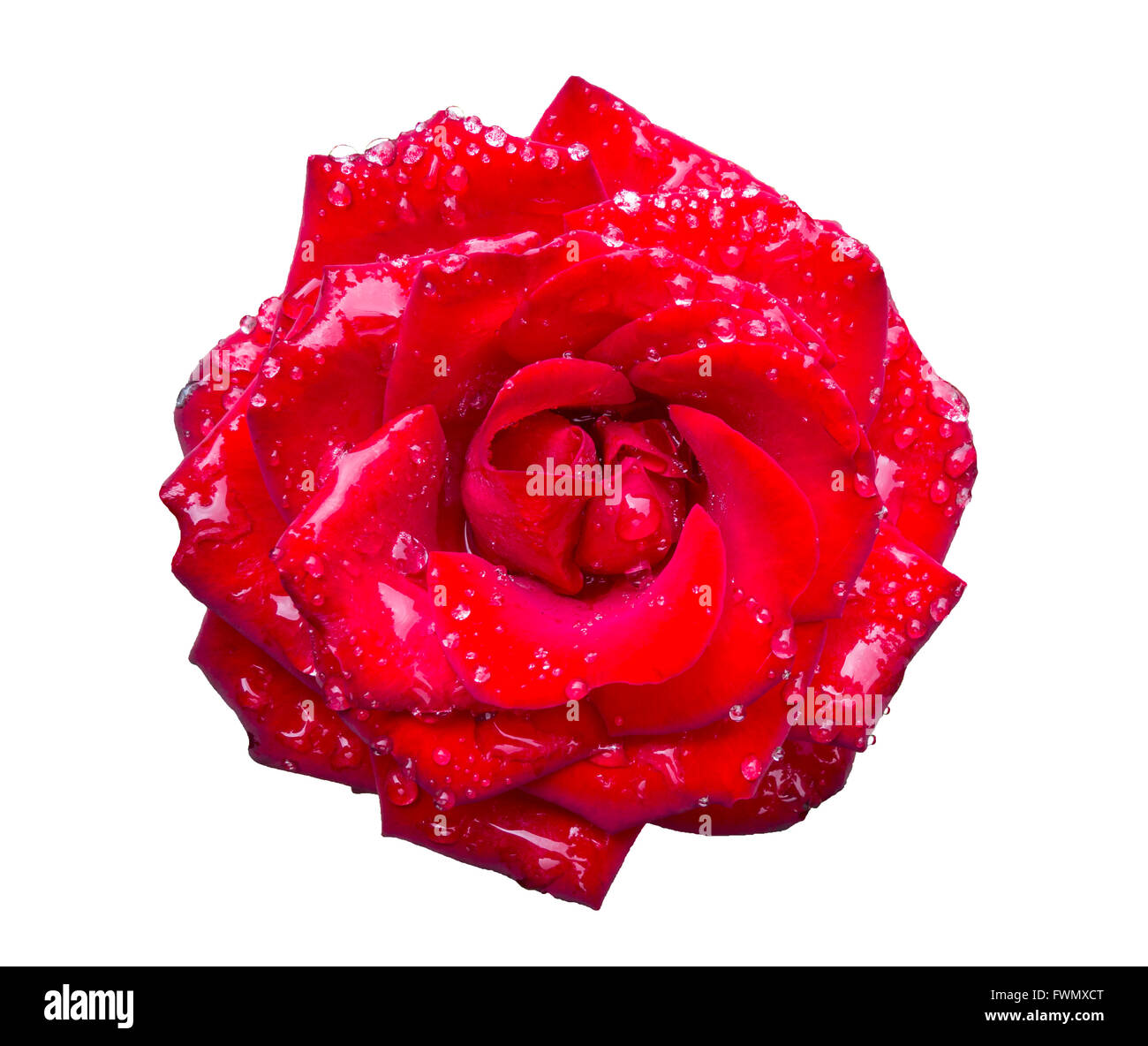 Red rose cutout background replaced with white Stock Photo - Alamy
