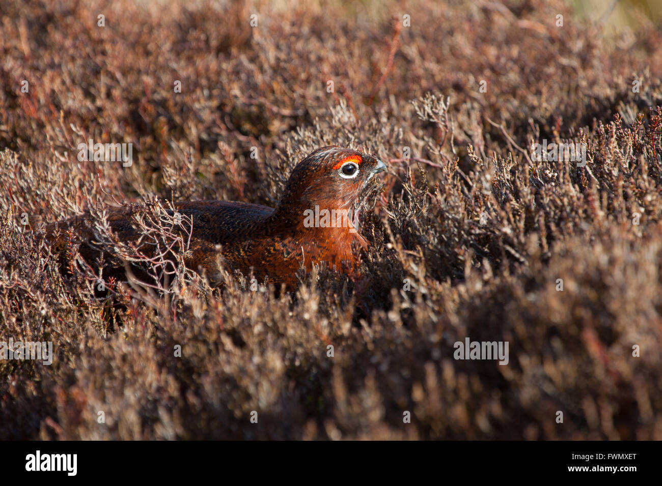 A Red Grouse, Lagopus lagopus scotica, on an English Pennine moorland ...