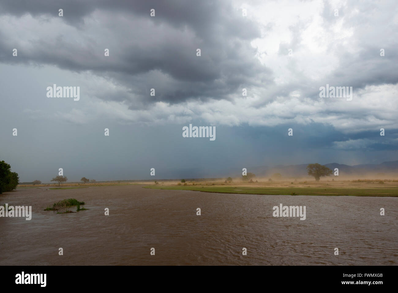Acacia Albida Trees High Resolution Stock Photography and Images - Alamy