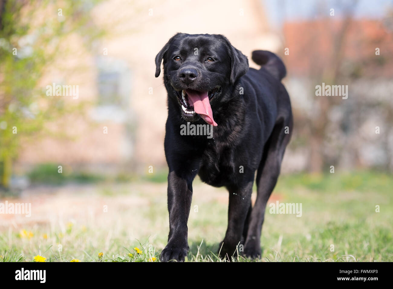 Black labrador running in the backyard Stock Photo - Alamy