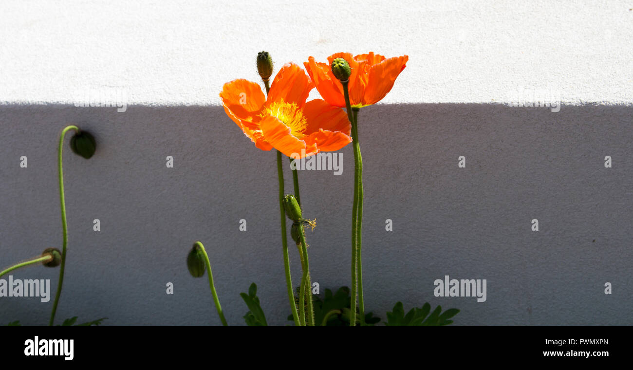 Orange Poppy flowering plants in the subfamily Papaveroideae family ...
