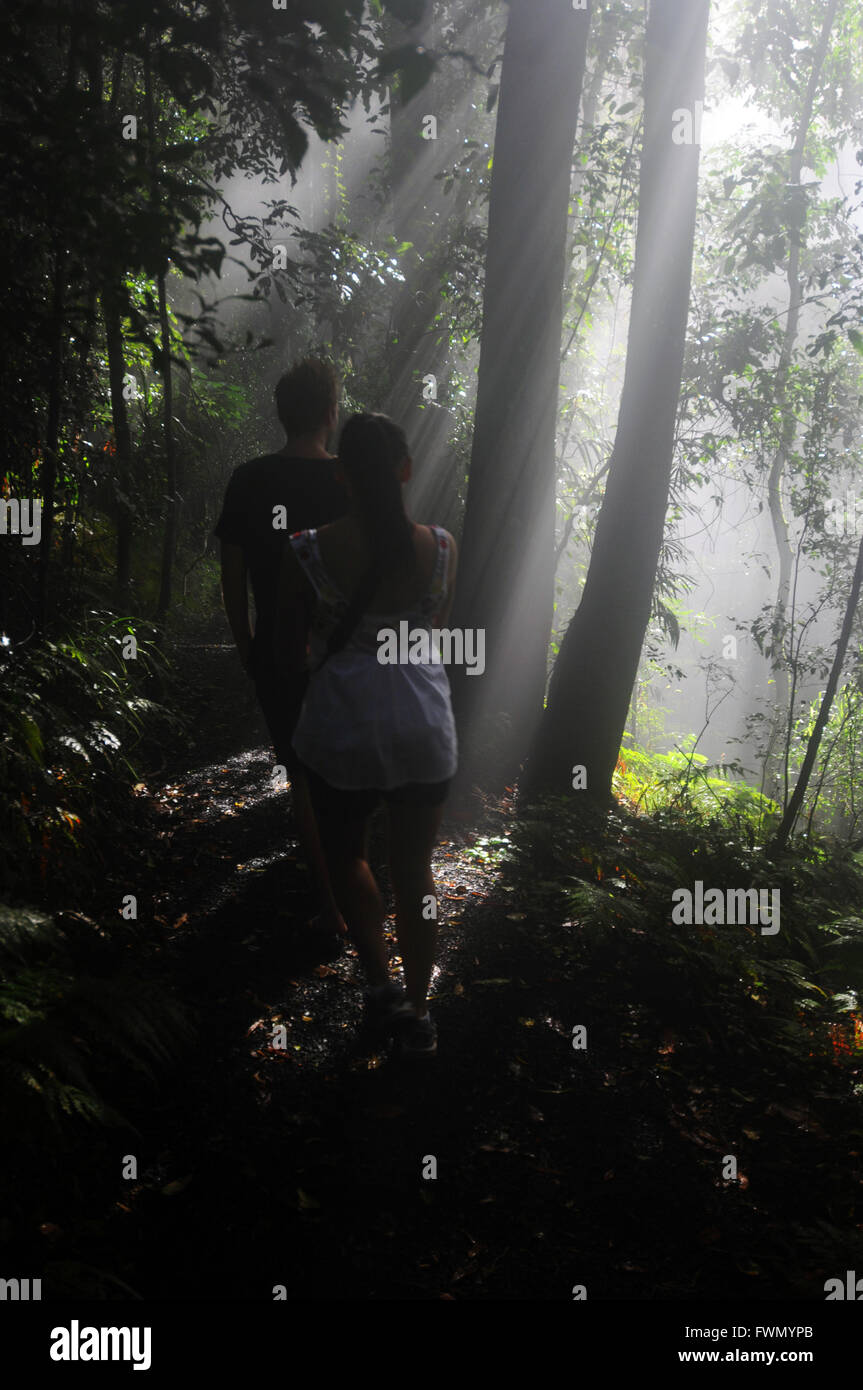 Rainforest walking track tracks hi-res stock photography and images - Alamy