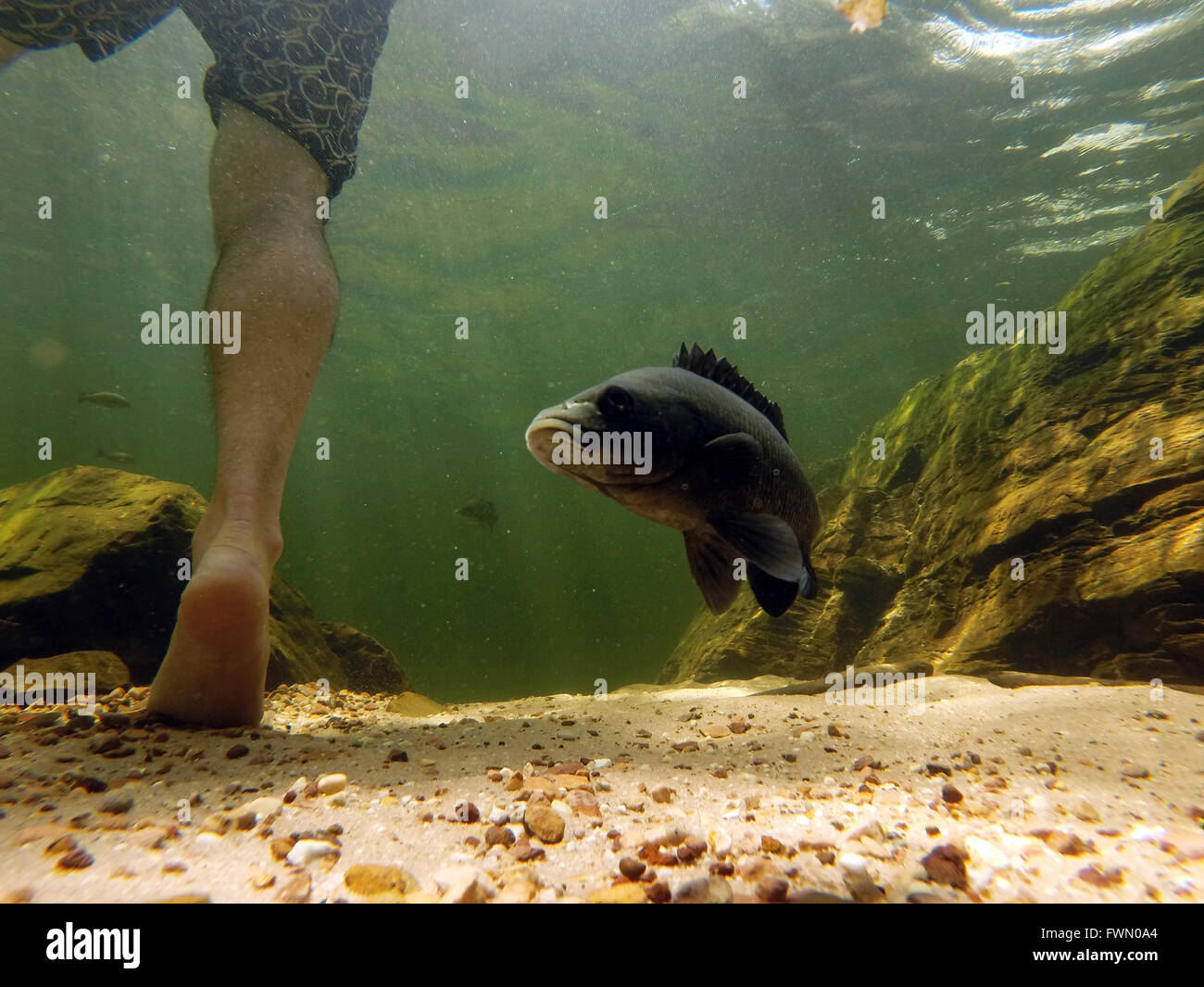 Sooty grunter (Haphaesteus sp.) with swimmer in the pool below Florence ...