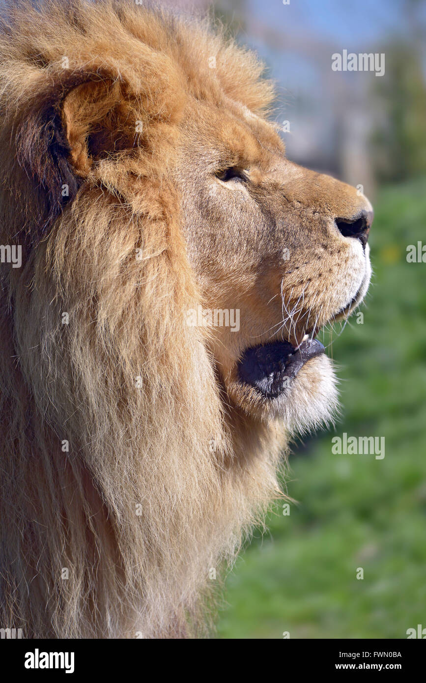 Profile of lion hi-res stock photography and images - Alamy