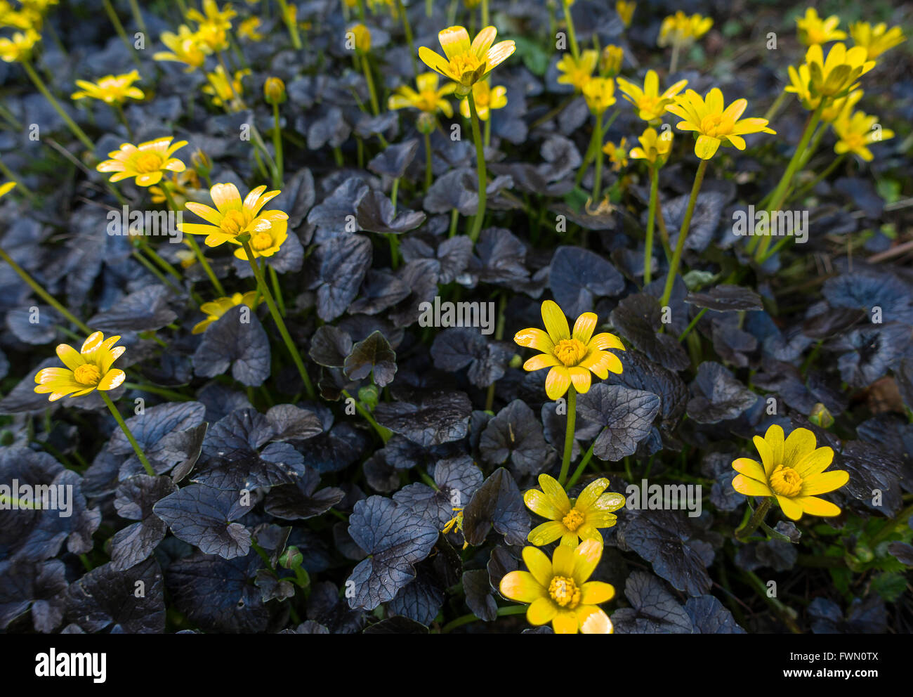 Brazen hussy hi-res stock photography and images - Alamy