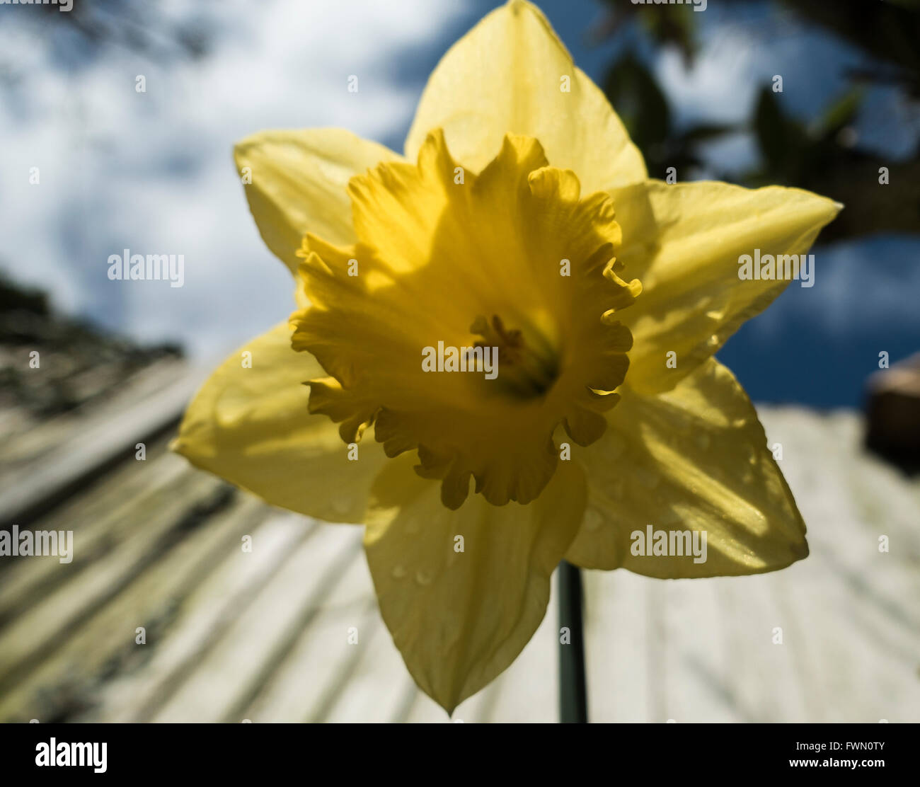 Close Up of a Yellow Daffodil Flower Head With White Cloud and Blue Sky ...