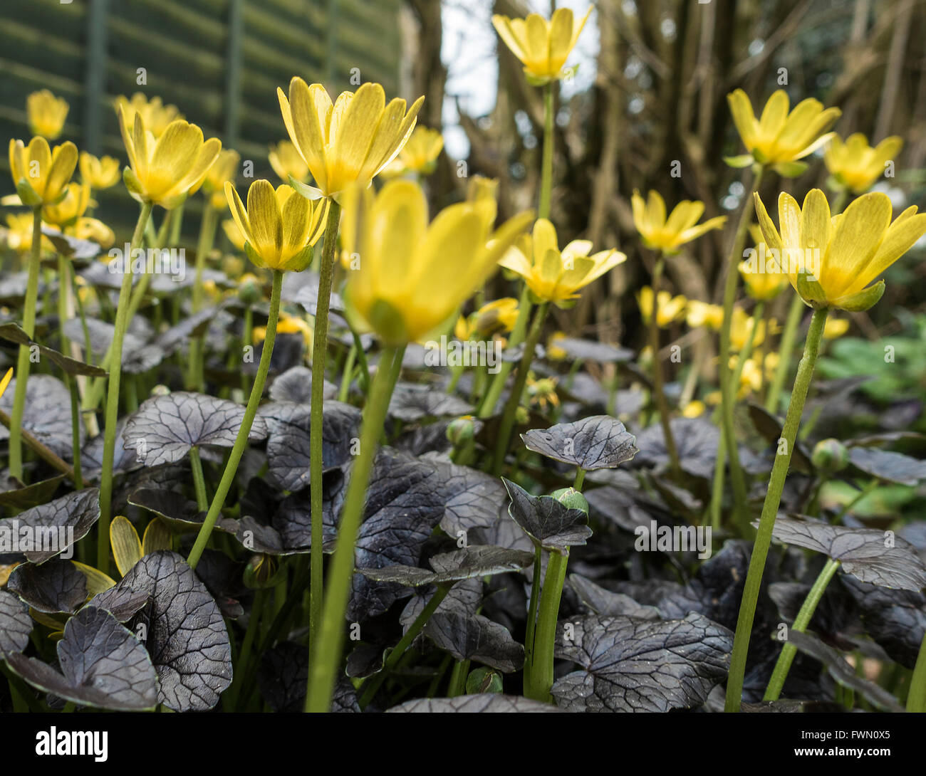 Brazen hussy hi-res stock photography and images - Alamy