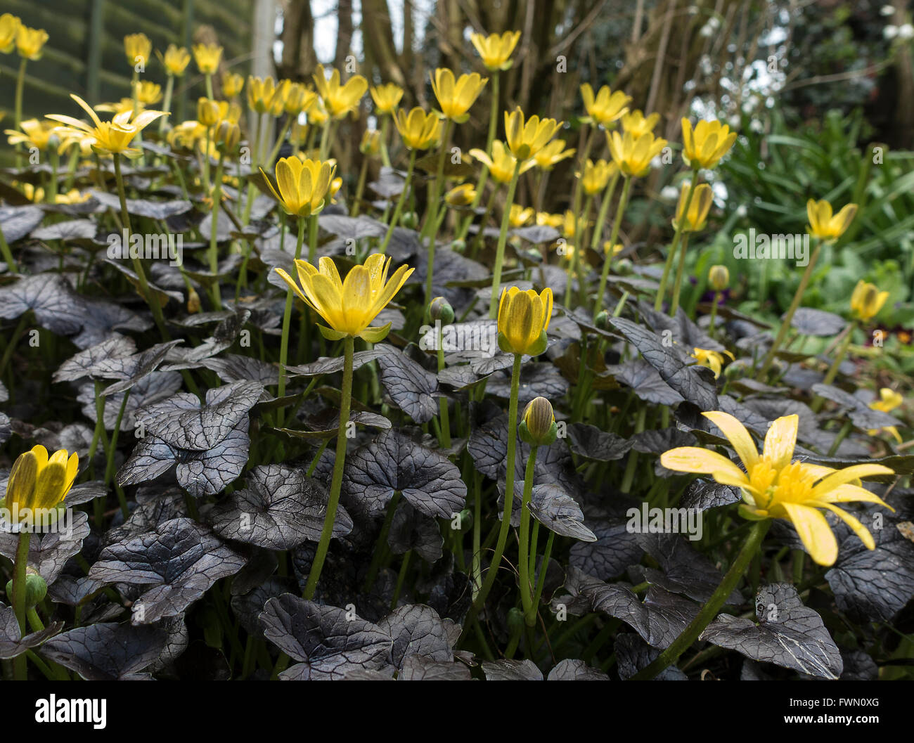 Brazen hussy hi-res stock photography and images - Alamy