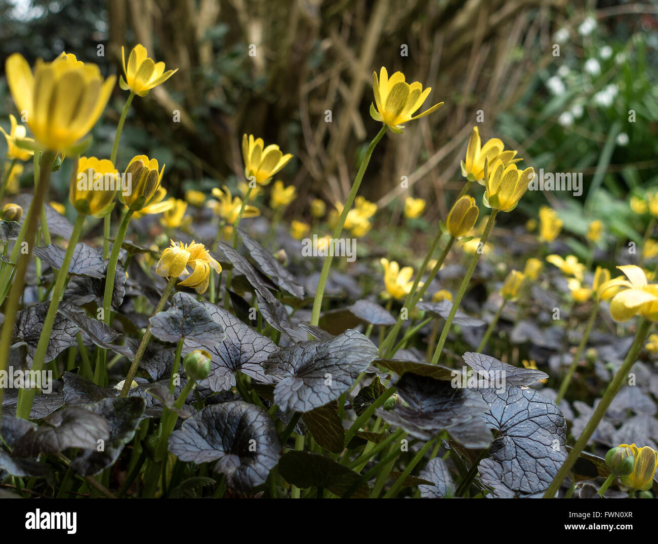 Brazen hussy hi-res stock photography and images - Alamy