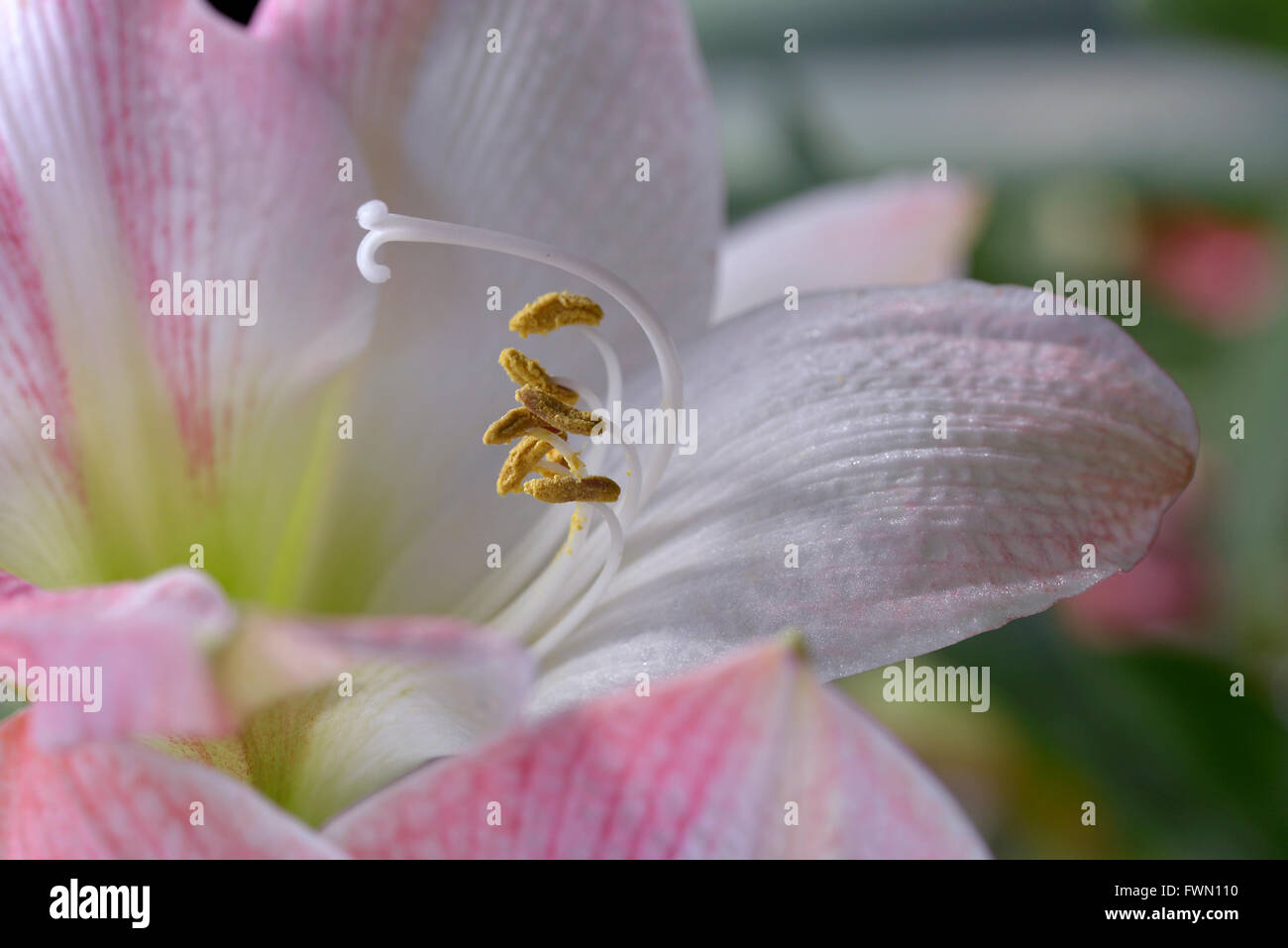 White lily stamens pollen hi-res stock photography and images - Alamy