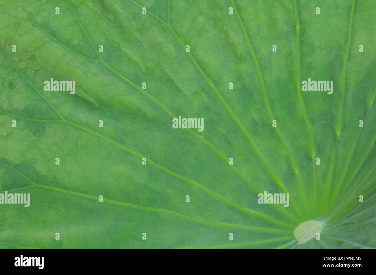 Leaf structures hi-res stock photography and images - Alamy