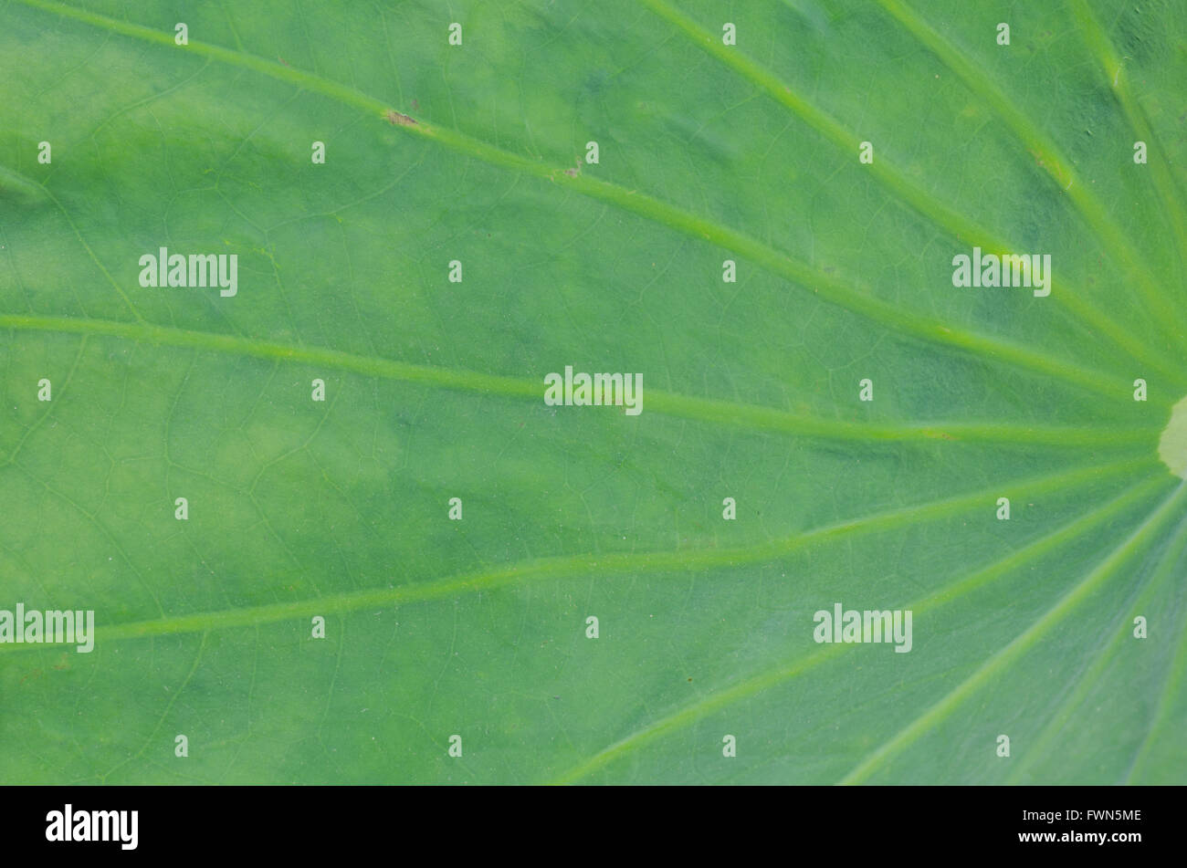 Lotus leaf background Stock Photo - Alamy