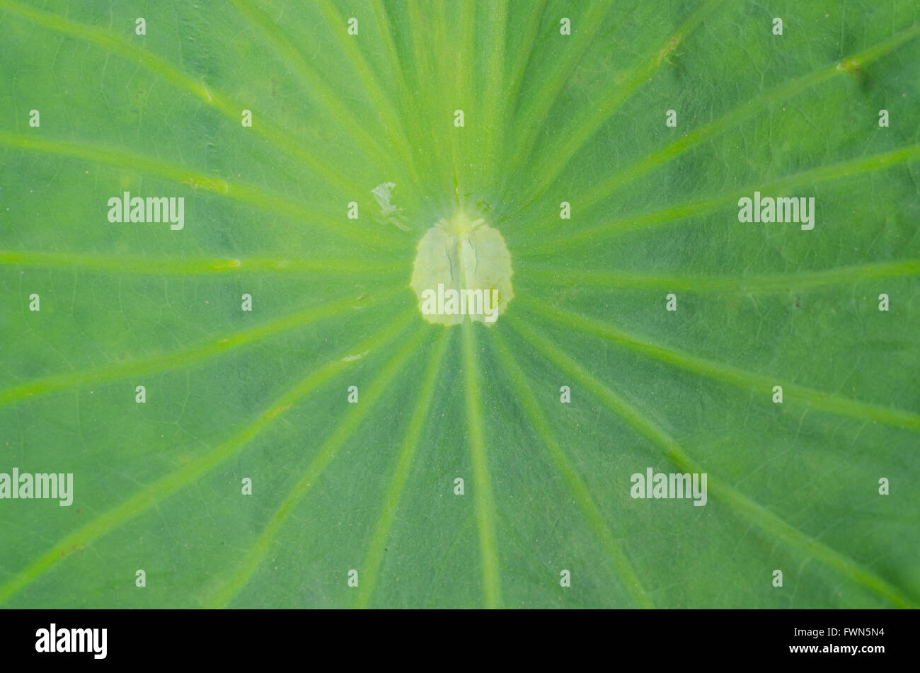 Lotus leaf background Stock Photo - Alamy