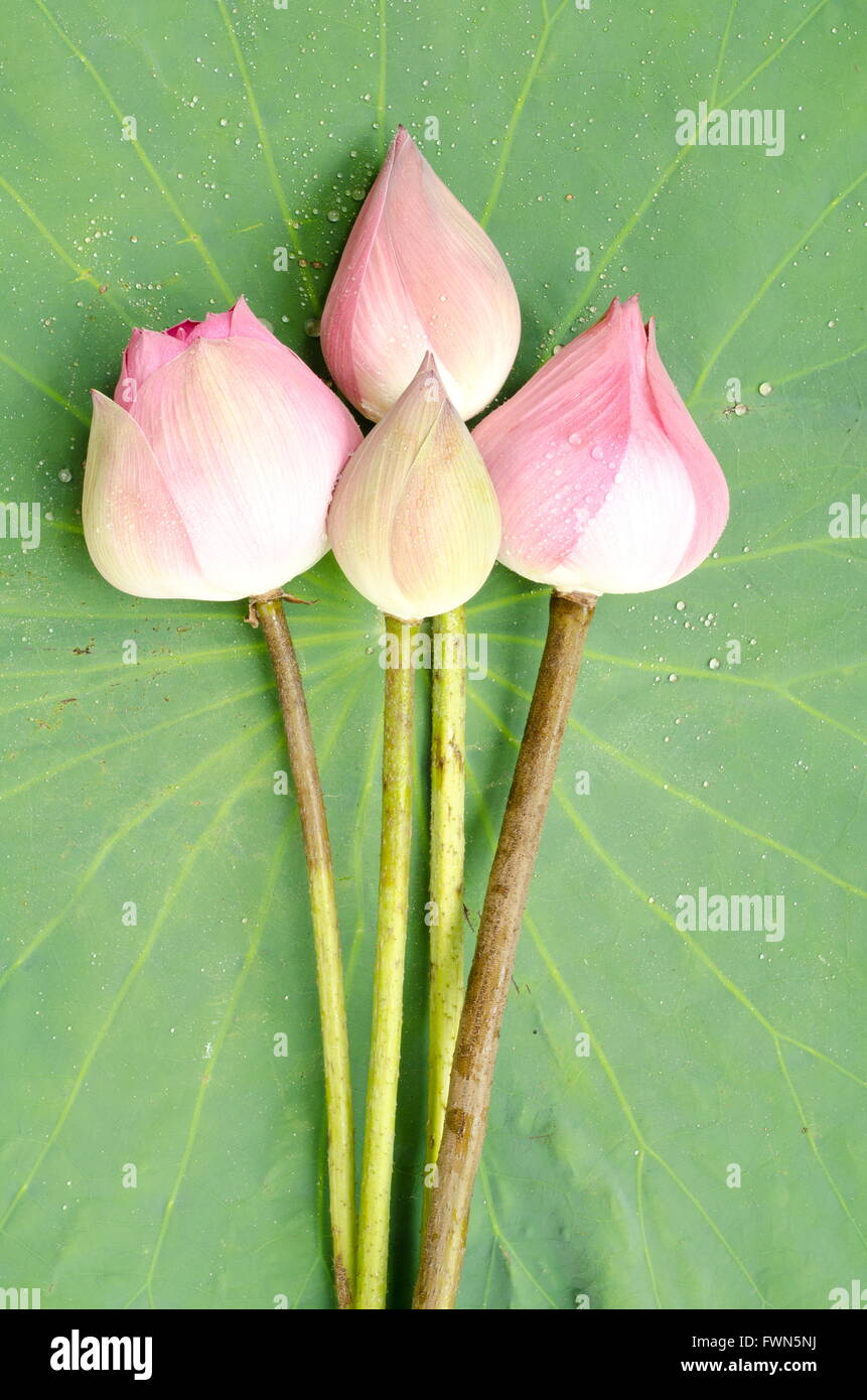 Nelumbo nucifera on lotus leaf background Stock Photo - Alamy
