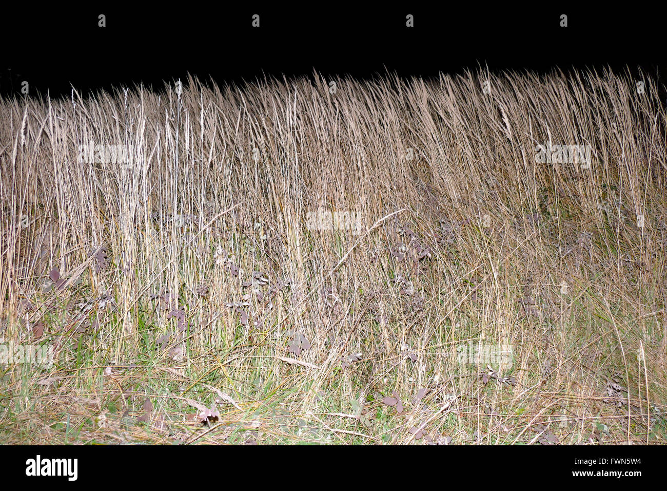 Grass dark night background hi-res stock photography and images - Alamy