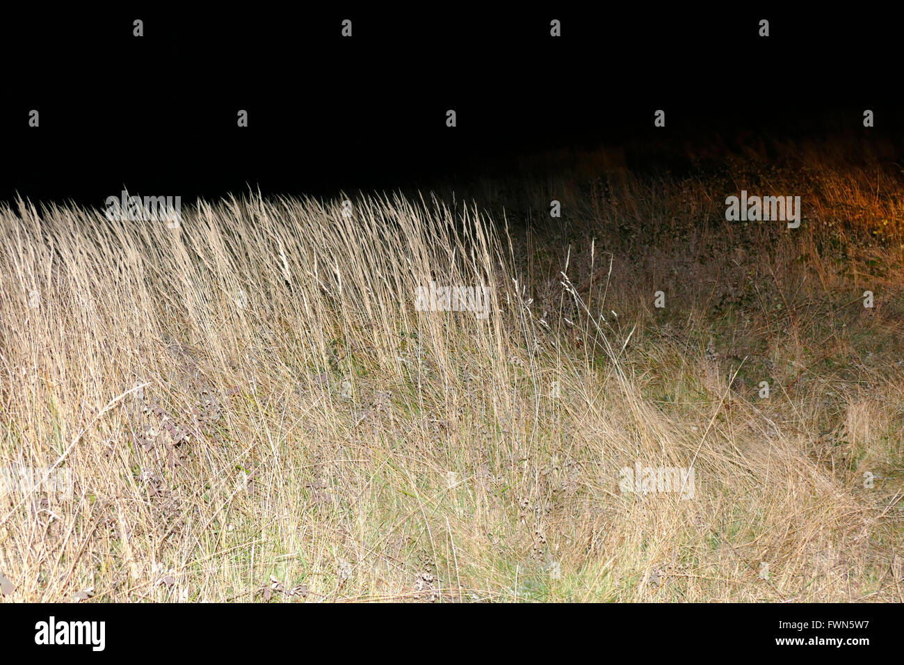 Grass dark night background hi-res stock photography and images - Alamy