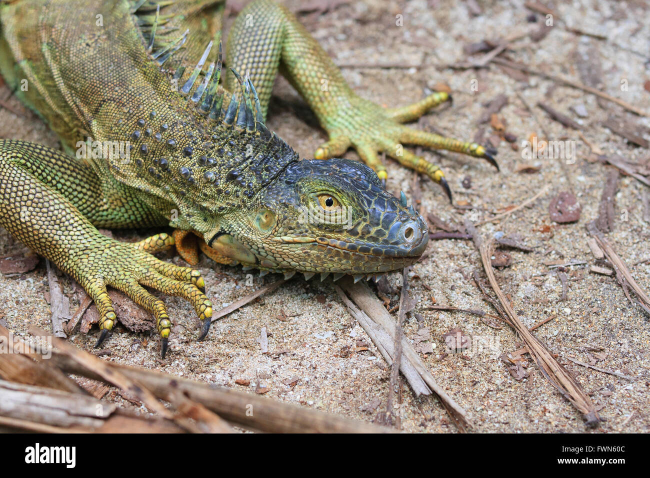Iguana face hi-res stock photography and images - Alamy