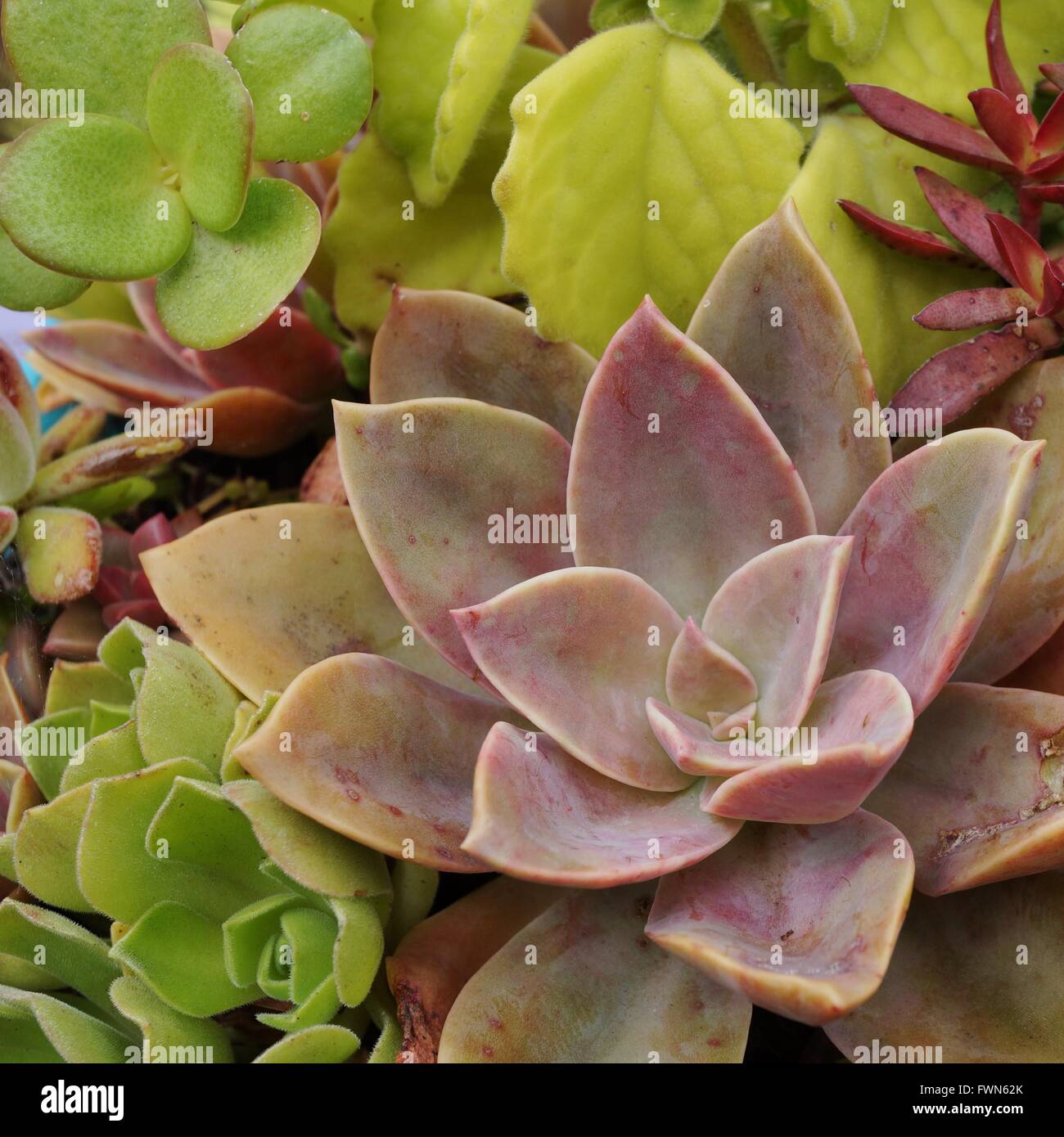 Green rosettes of a crassulaceae succulent plant Stock Photo - Alamy