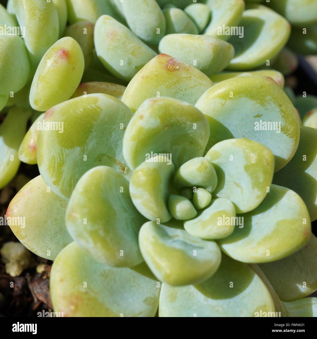 Green rosettes of a crassulaceae succulent plant Stock Photo - Alamy