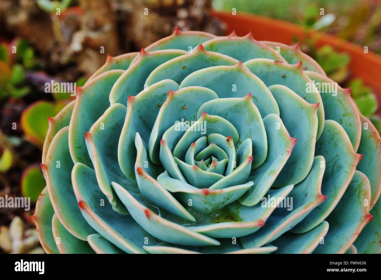 Green rosettes of a crassulaceae succulent plant Stock Photo - Alamy
