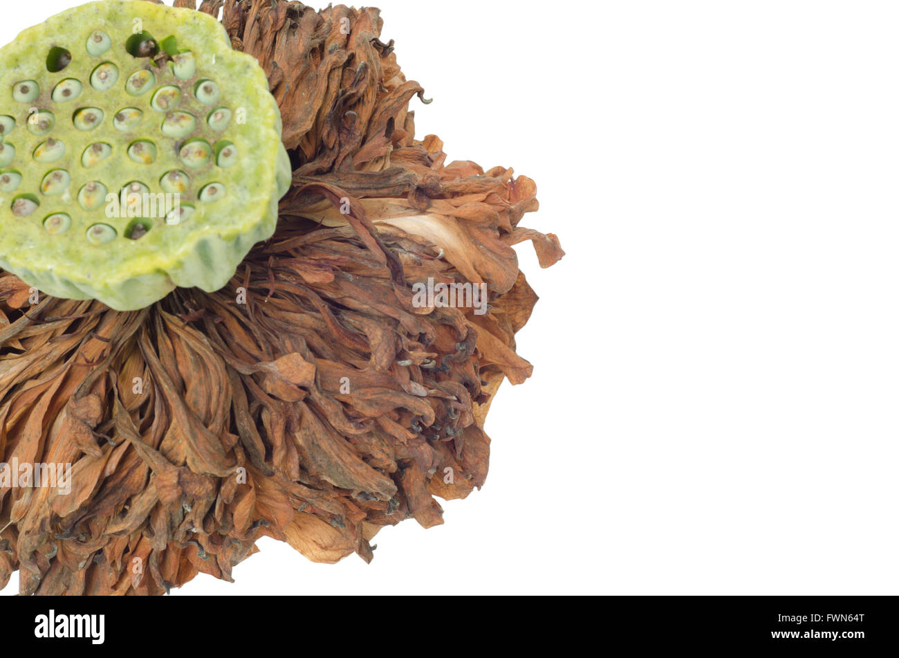Old lotus pod isolated on white background Stock Photo - Alamy
